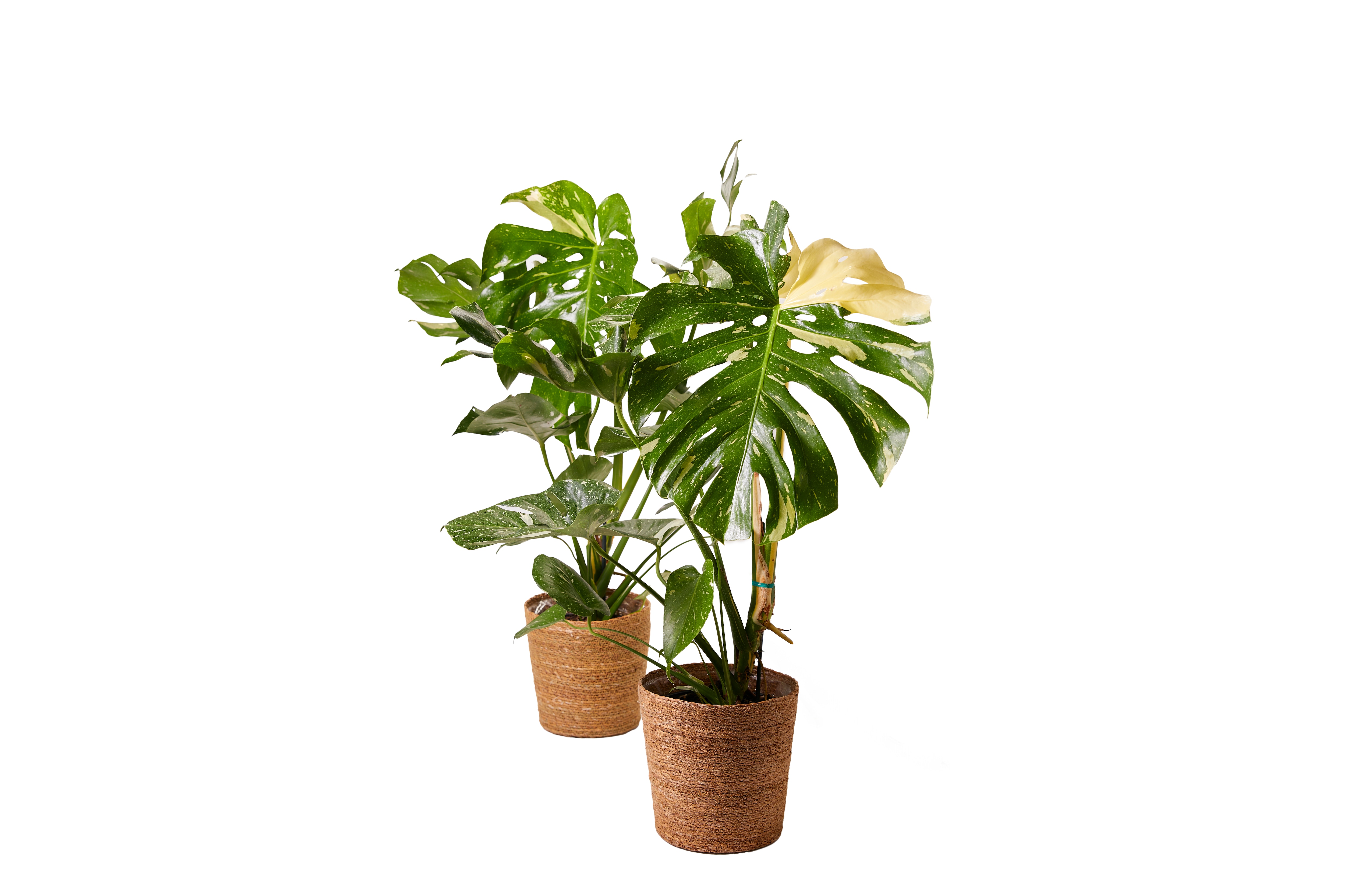 Rare Thai Constellation Monstera plant available at select Publix locations