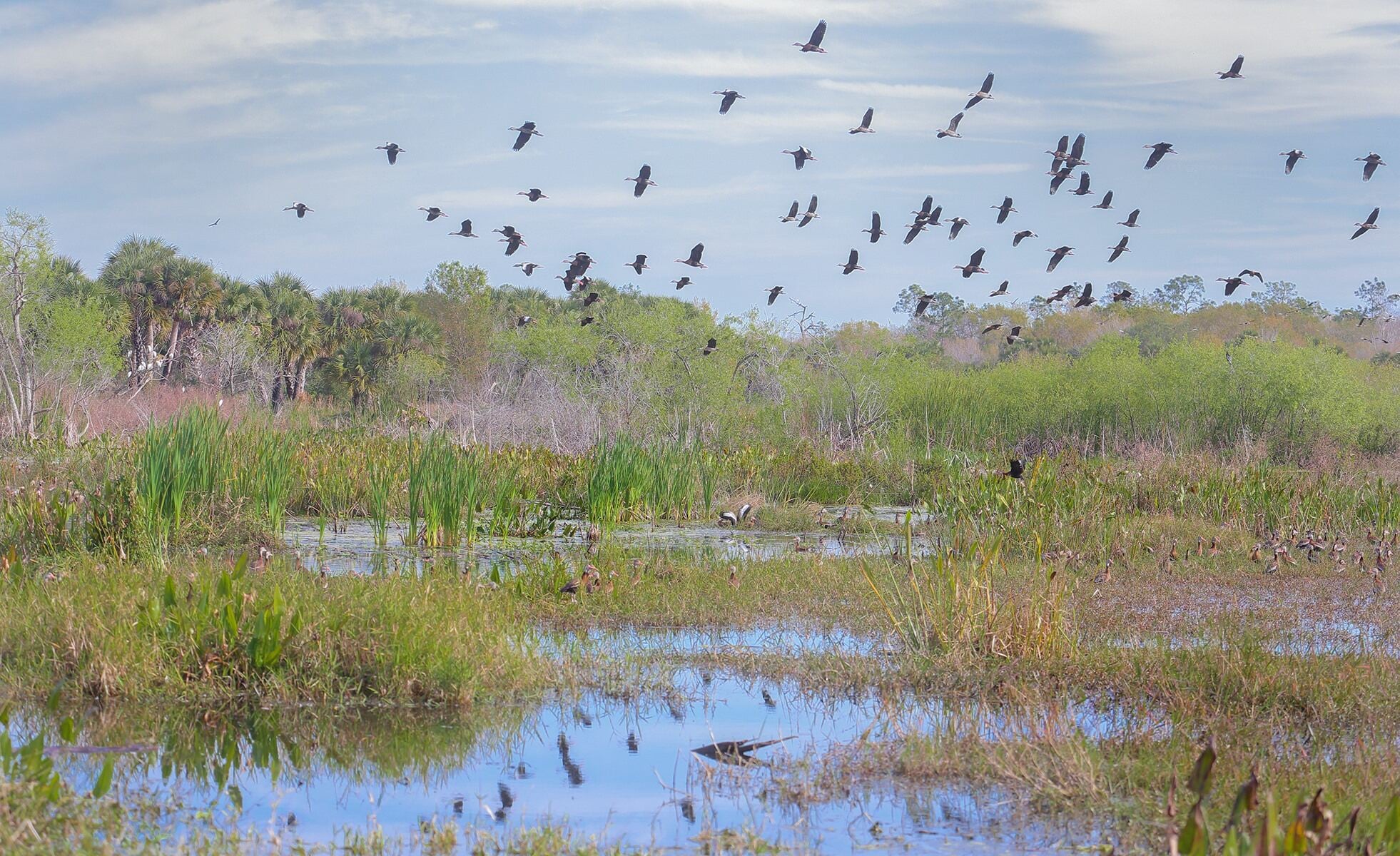 Publix is donating $1.1 million to restore wetlands in the Florida ...