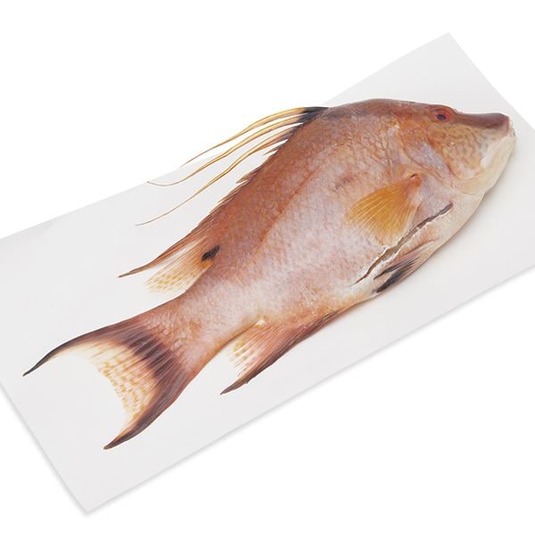 Whole Hog Snapper (Hogfish), Wild, Fresh | Publix Super Markets