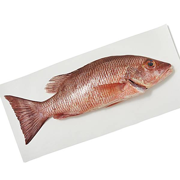 Whl. Mangrove Snapper, Sm. (Gray Snapper) Fresh, Never Frozen, Wild ...