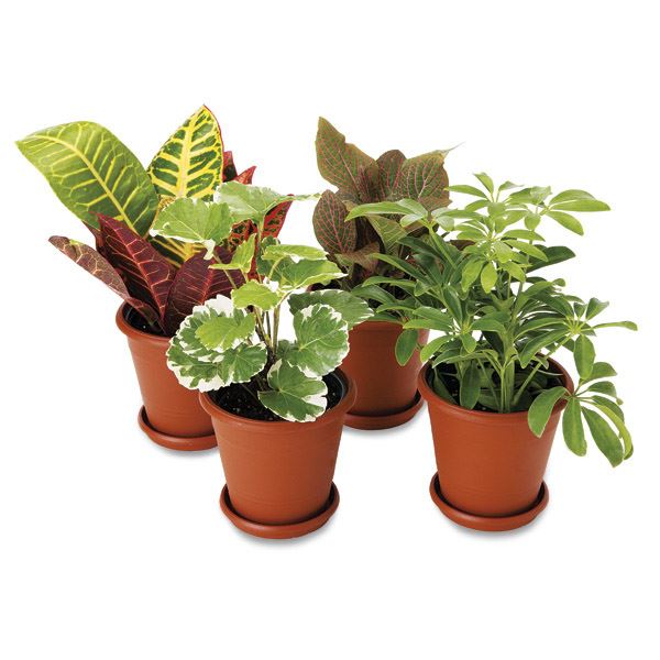 Assorted Foliage Sm | Publix Super Markets