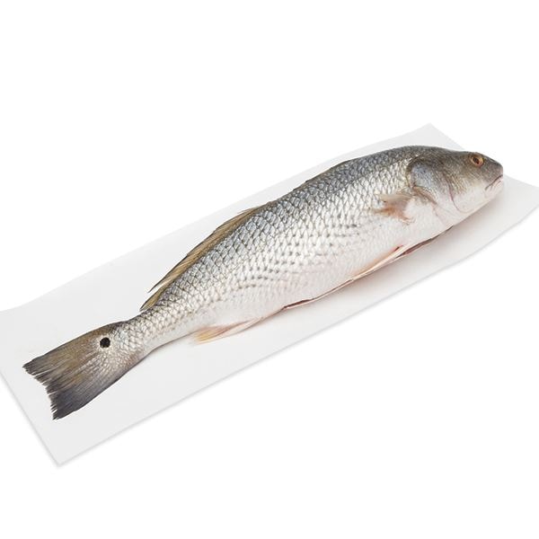 Redfish Fresh Farm Raised, Whole | Publix Super Markets