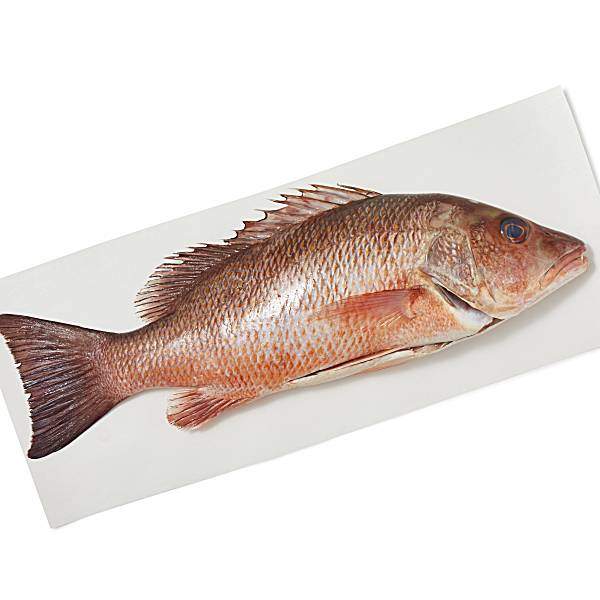 Whl. Mangrove Snapper, Lg. (Gray Snapper) Fresh, Never Frozen, Wild ...