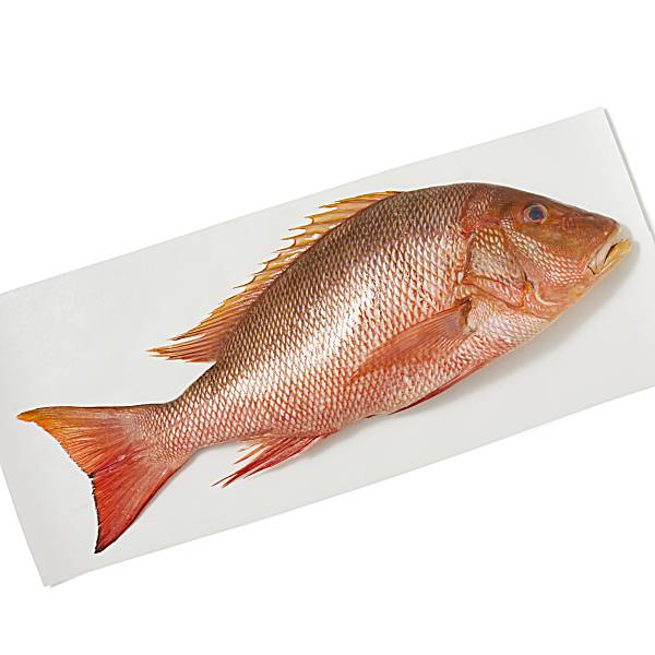 Whole Mutton Snapper, Small Fresh, Never Frozen, Wild Harvested ...