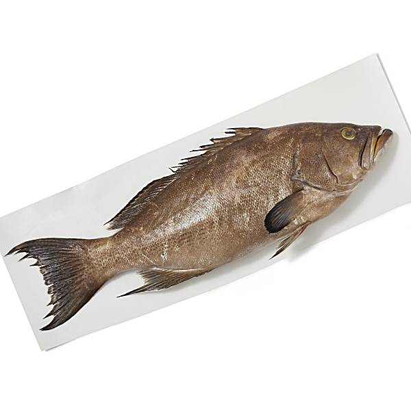Whole Scamp Grouper Fresh, Never Frozen, Wild Harvested in Florida ...